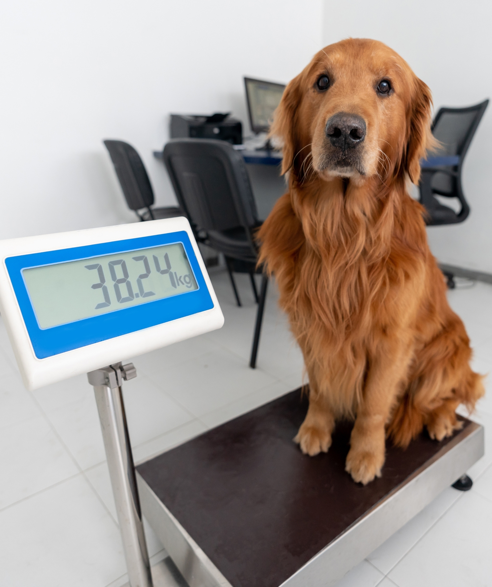Tips For Keeping Your Dog At A Healthy Weight | Furrtrekker