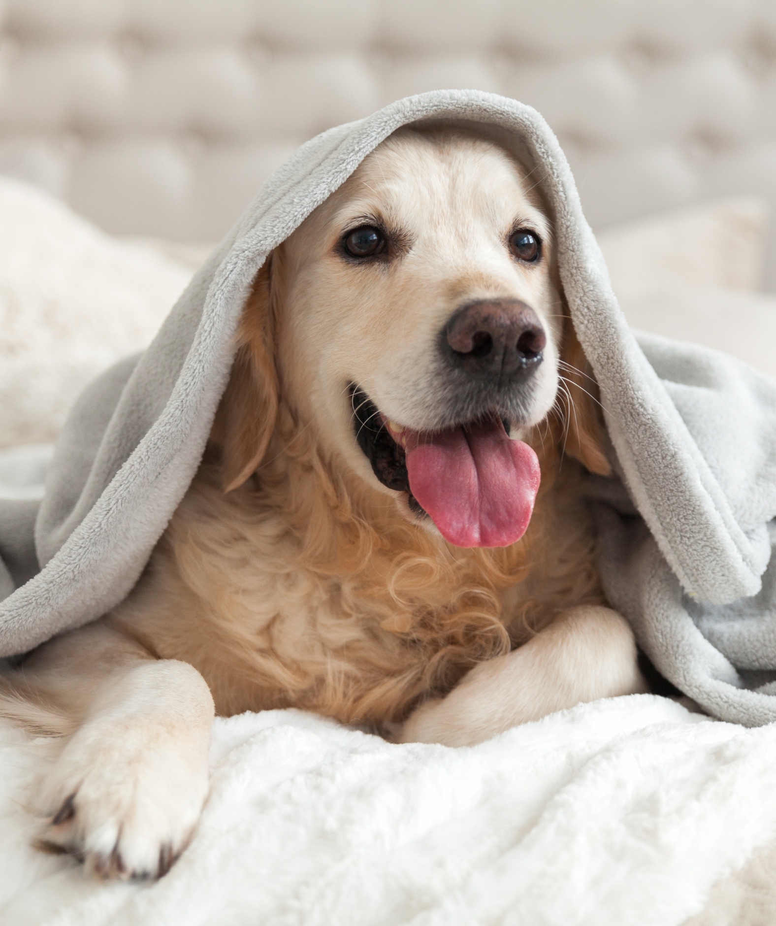 How To Keep Your Pets Warm This Winter | Furrtrekker